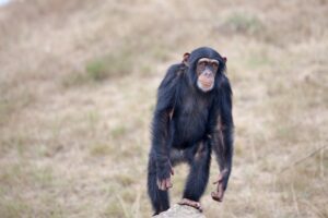 Ape Years to Human Years Calculator | Ape Years to Human Years Chart